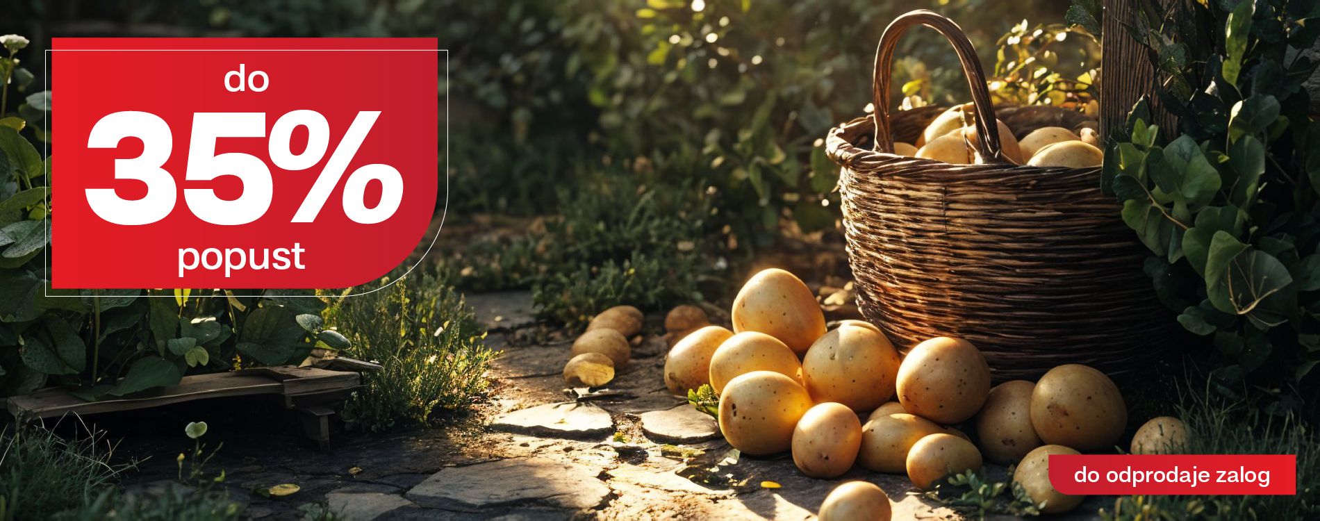 Semenski krompir 2025 | Spletna prodaja Kalia